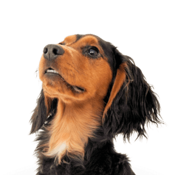 Dog Health & Wellbeing Products - Vet Approved | A-OK9