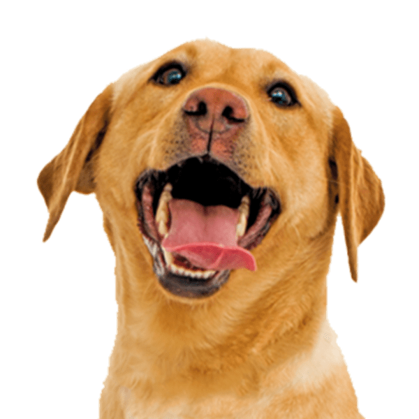 Dog Health & Wellbeing Products - Vet Approved | A-OK9